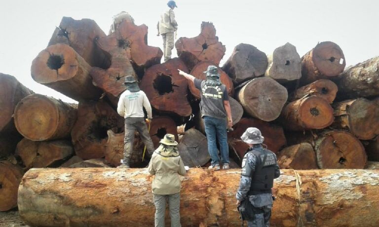 MT concentra 70% da exploração ilegal de madeira na Amazônia - Gigante 163