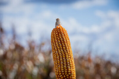 No Dia do Milho, conheça mais sobre essa cultura milenar – Gigante 163