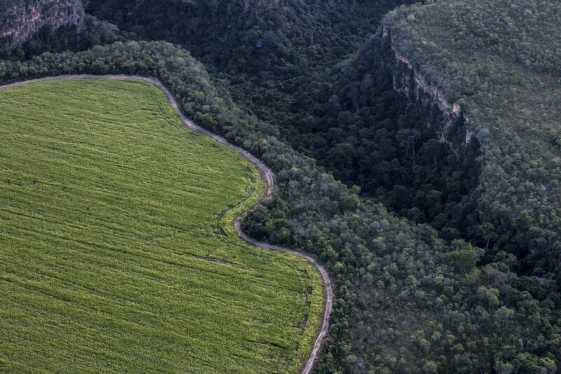 Plantação de soja cresce e ocupa 10% do Cerrado – Gigante 163