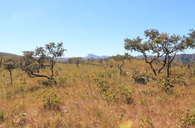 Mato Grosso do Sul quer ser atuante na preservação do Cerrado – Gigante 163